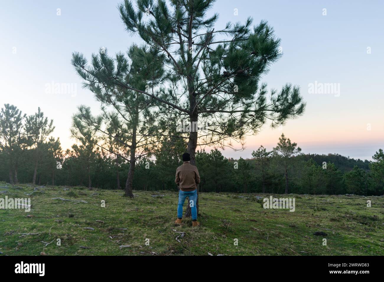 Man urinating against a tree in the forest Stock Photo - Alamy