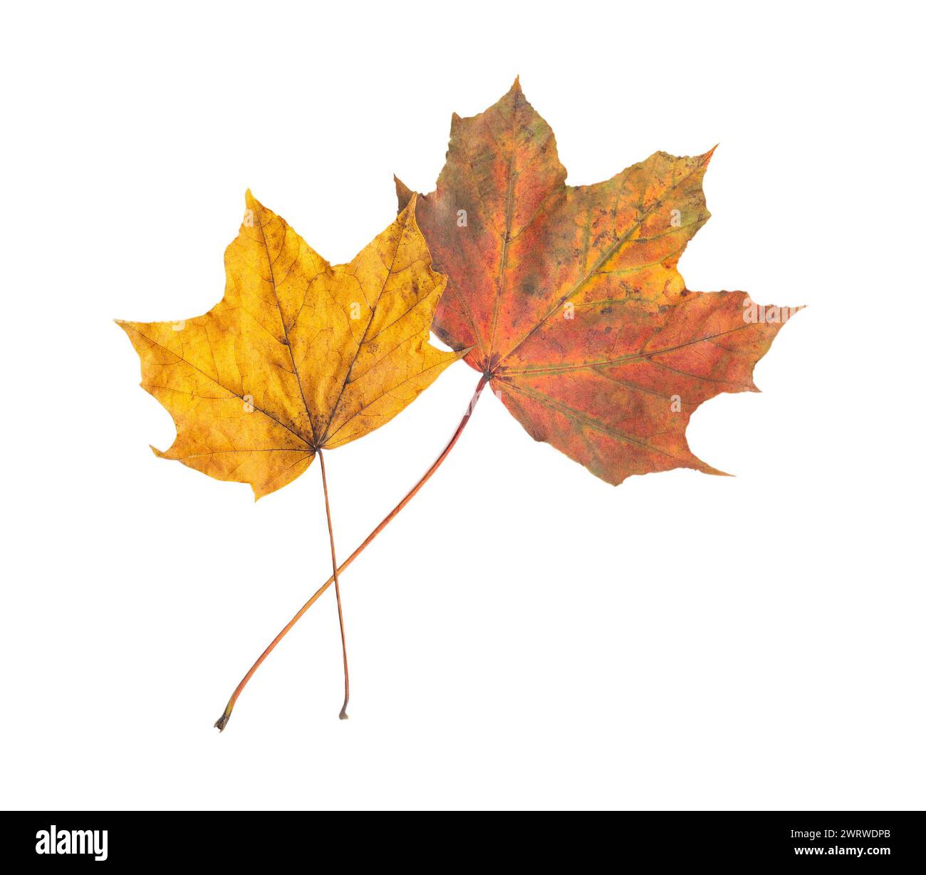 Two maple leaves isolated on a white background Stock Photo - Alamy