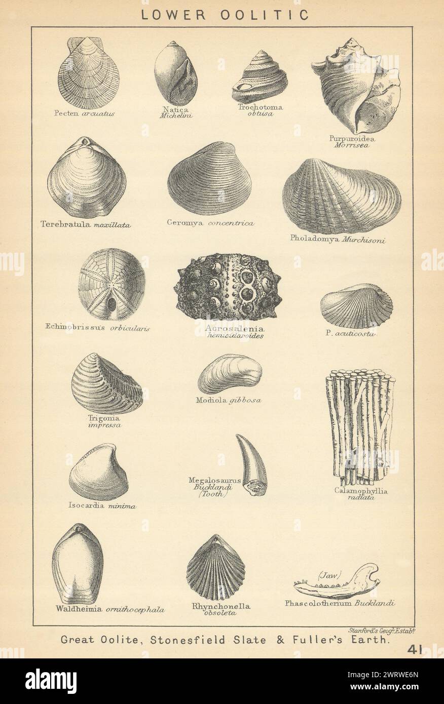 BRITISH FOSSILS Lower Oolitic Great Oolite Stonesfield Slate Fuller's ...