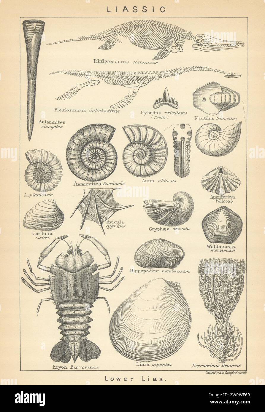 Lower lias hi-res stock photography and images - Alamy