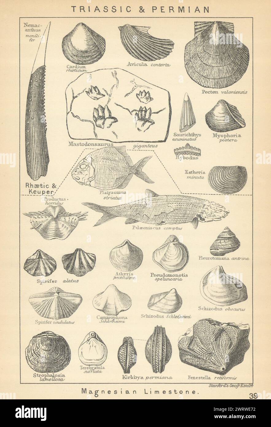 BRITISH FOSSILS. Triassic & Permian - Magnesian Limestone. STANFORD ...