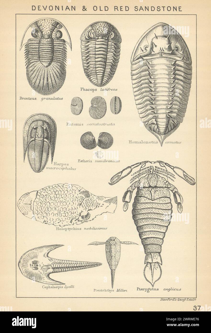 BRITISH FOSSILS. Devonian & Old Red Sandstone. STANFORD 1904 antique ...