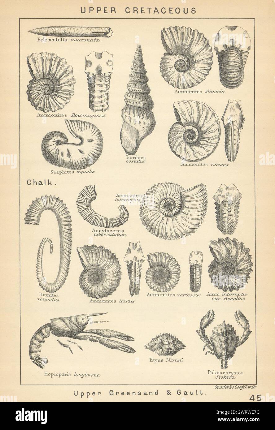 BRITISH FOSSILS. Upper Cretaceous - Upper Greensand & Gault (2 ...