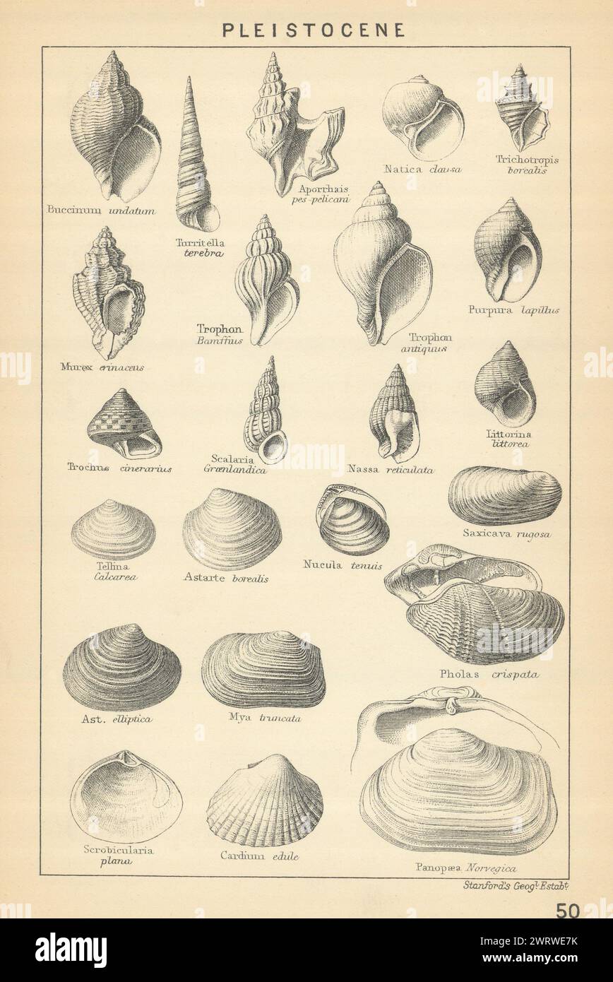 BRITISH FOSSILS. Pleistocene - Land, Freshwater & Marine Deposits ...