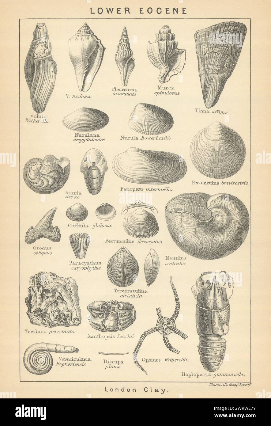 BRITISH FOSSILS. Lower Eocene - London Clay. STANFORD 1904 old antique ...