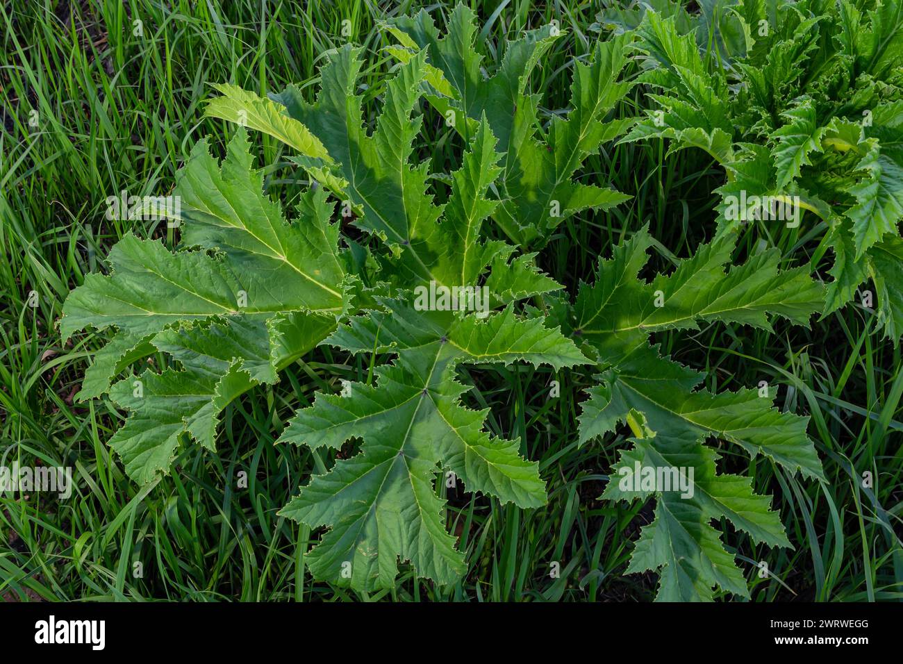 Heracleum sosnovskyi big poison plant blooming. Medicinal plant Common ...