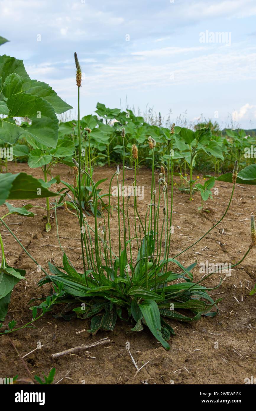 Ribwort plantain Plantago lanceolata. Medicinal plants in the garden ...