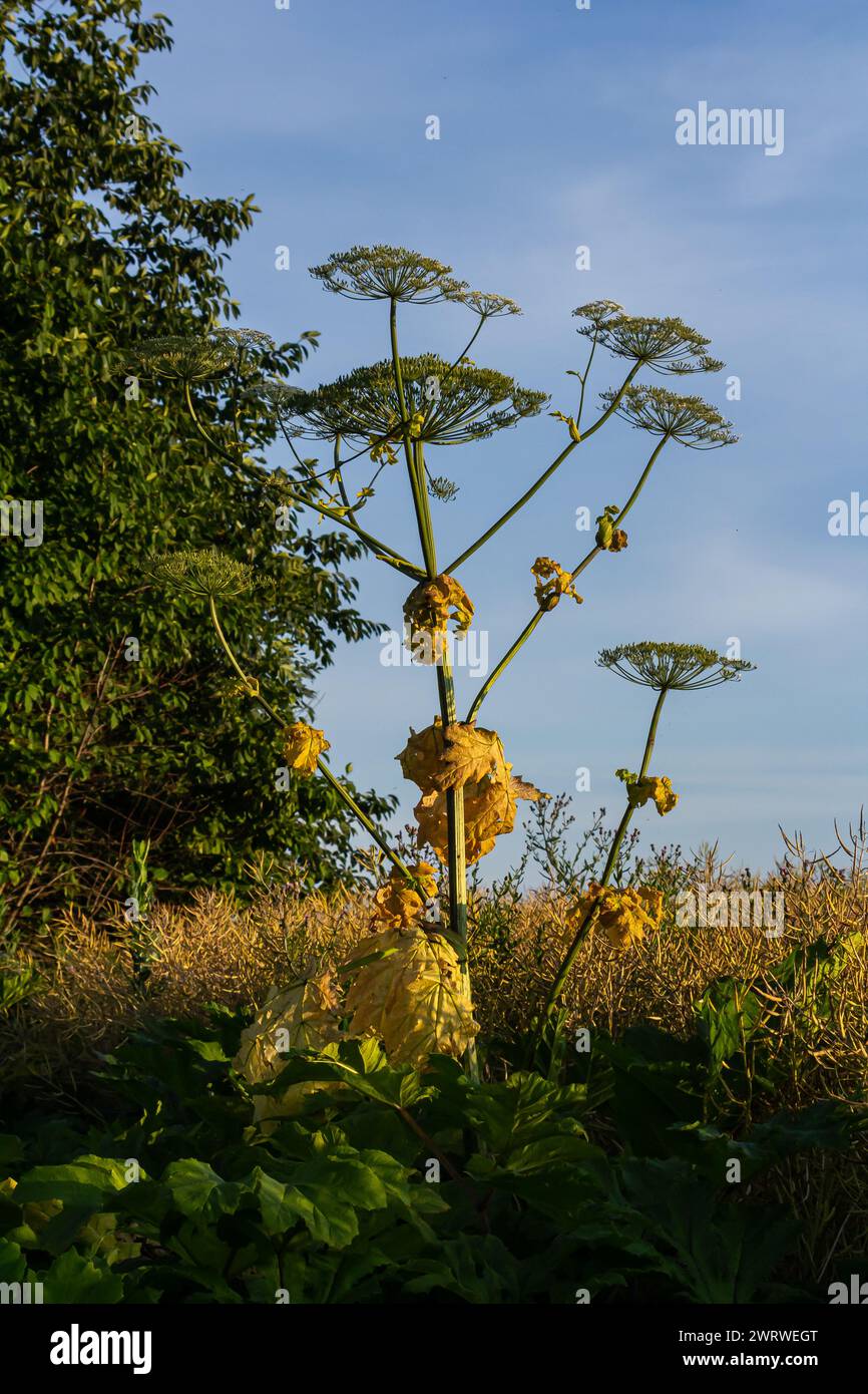 Heracleum sosnovskyi big poison plant blooming. Medicinal plant Common ...