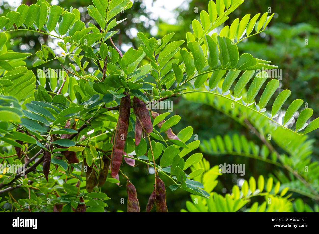 Robinia pseudoacacia, commonly known as black locust with seeds Stock ...