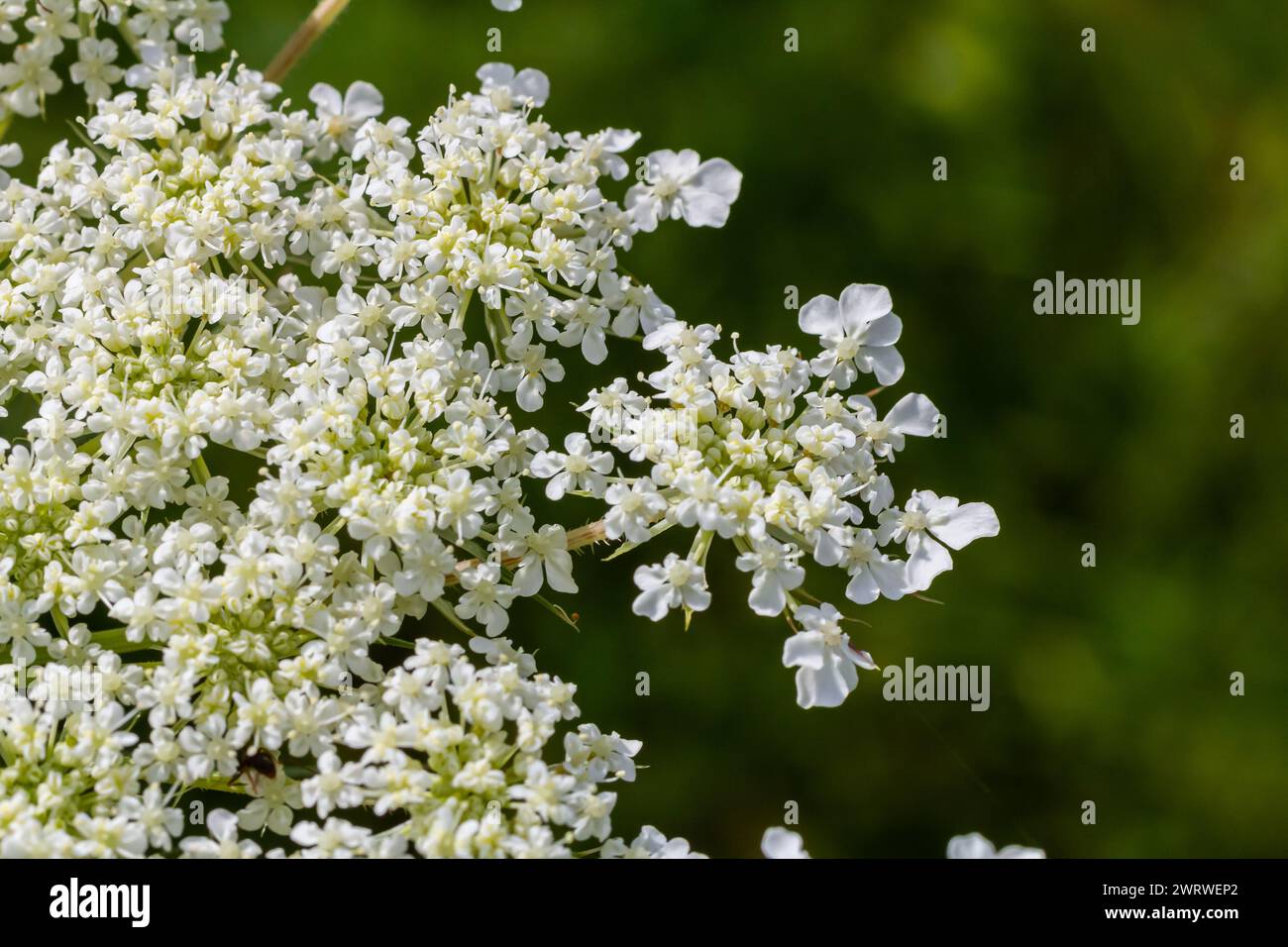 Daucus carota known as wild carrot blooming plant Stock Photo - Alamy