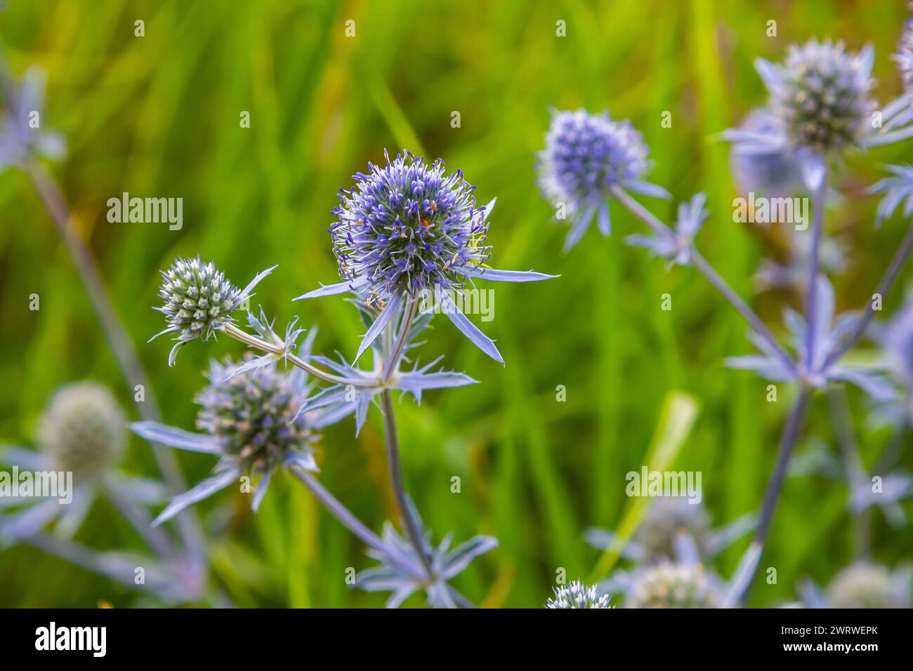 Eryngium Planum Or Blue Sea Holly - Flower Growing On Meadow. Wild Herb ...