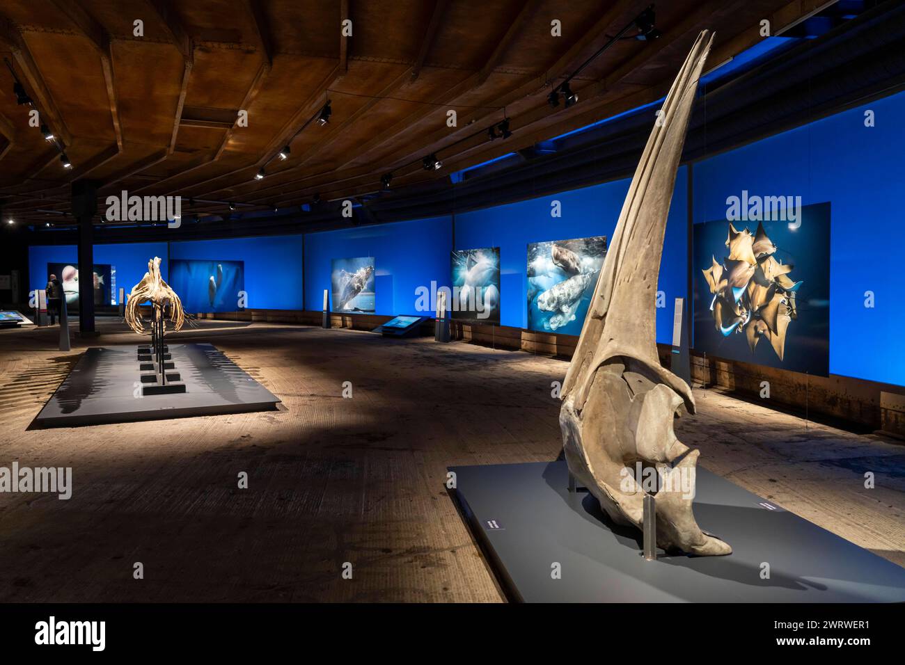 Ausstellung Plante Ozean im Gasometer in Oberhausen, die Weltmeere in ...
