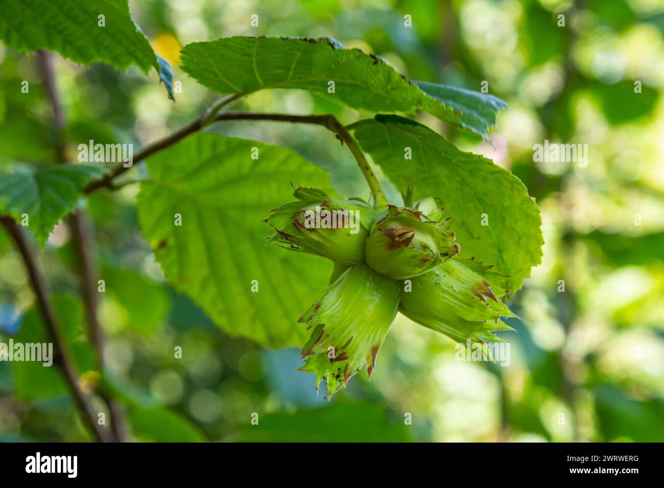 Large hazel tree hi-res stock photography and images - Alamy