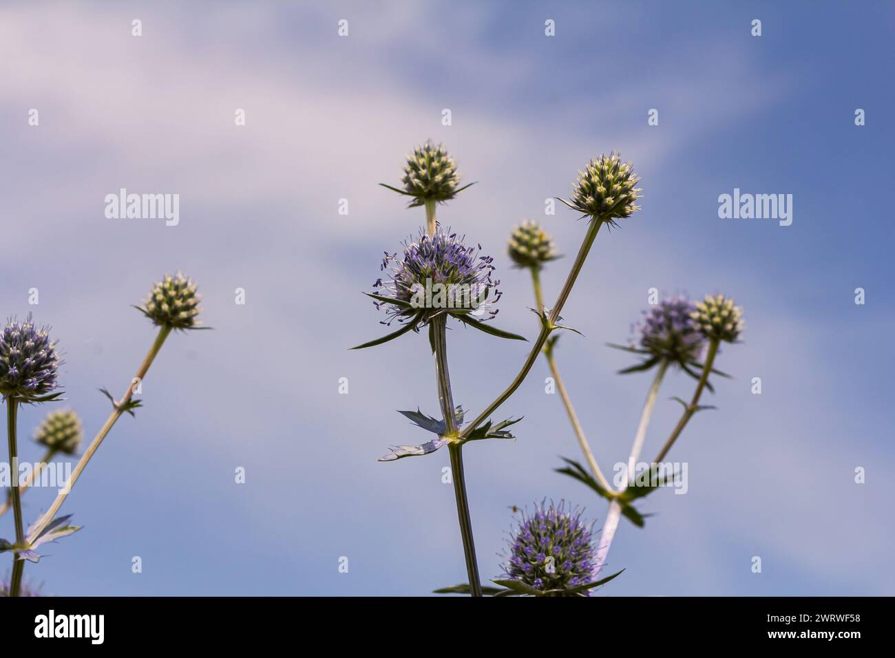 Blue sea holly hi-res stock photography and images - Alamy