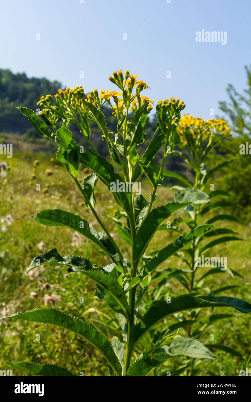Senecio hydrophilus Nutt. wild yellow flowers, blooming weed plant in ...