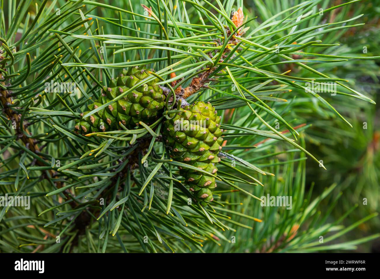 Closeup on pine branch with male and female cone Stock Photo - Alamy