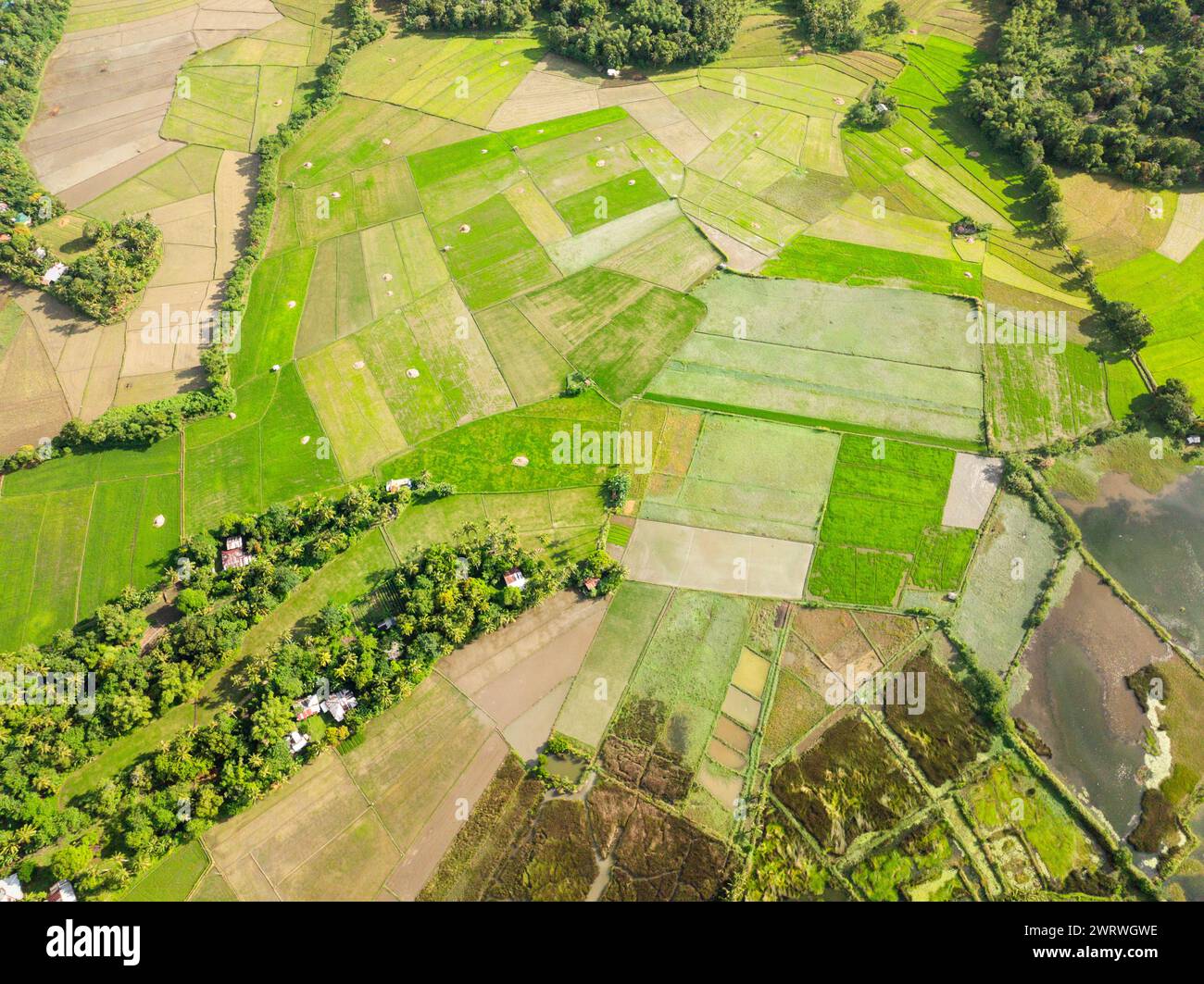 Top view of paddy rice fields and greenery trees. Tablas Island ...