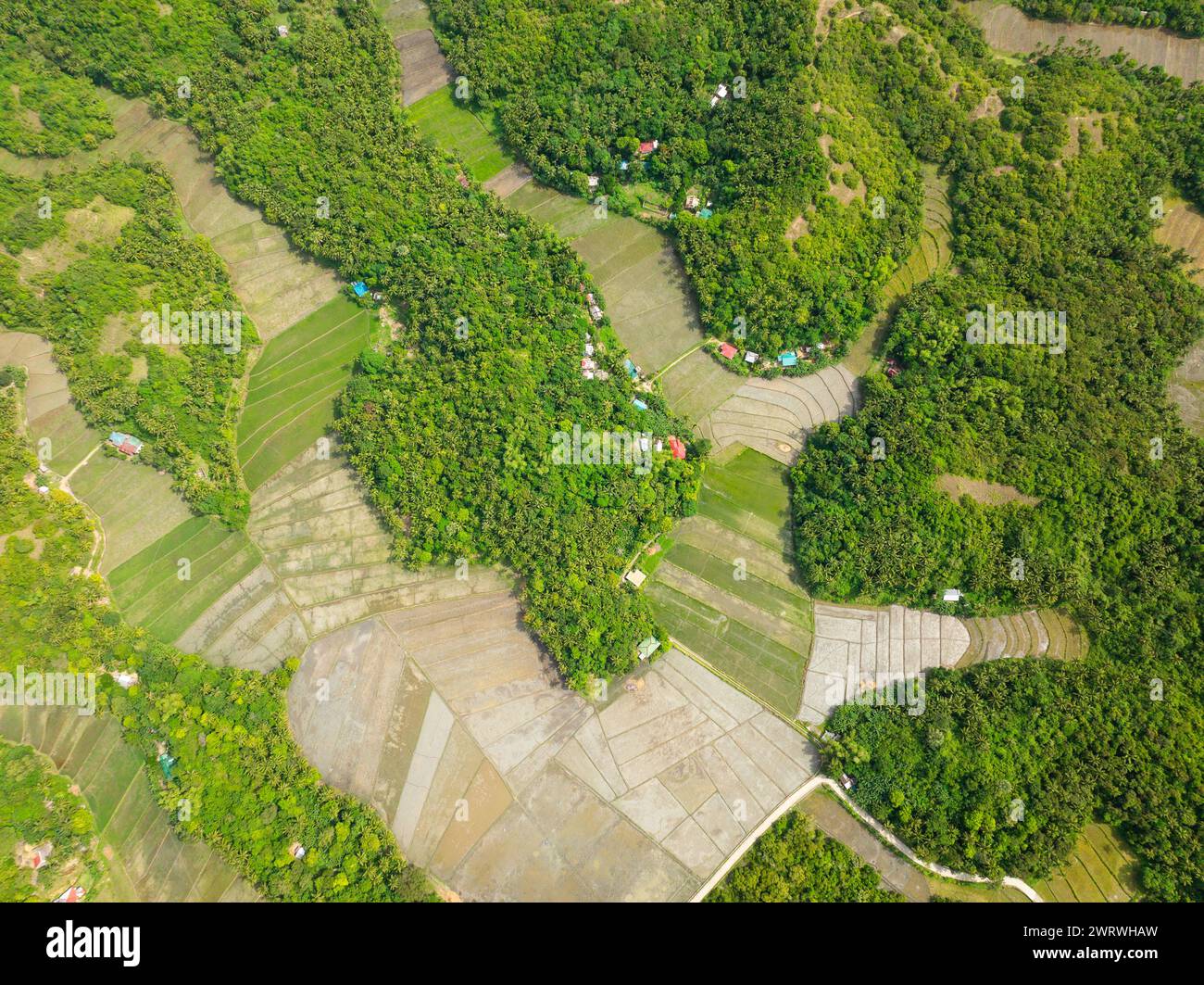 Agricultural land with paddy rice fields. Santa Fe, Tablas, Romblon ...