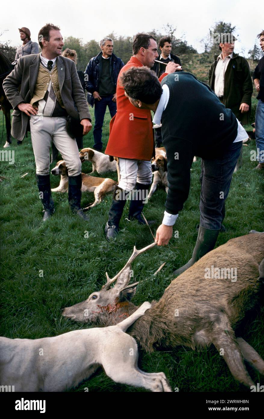 Blowing a hunting horn hi-res stock photography and images - Alamy
