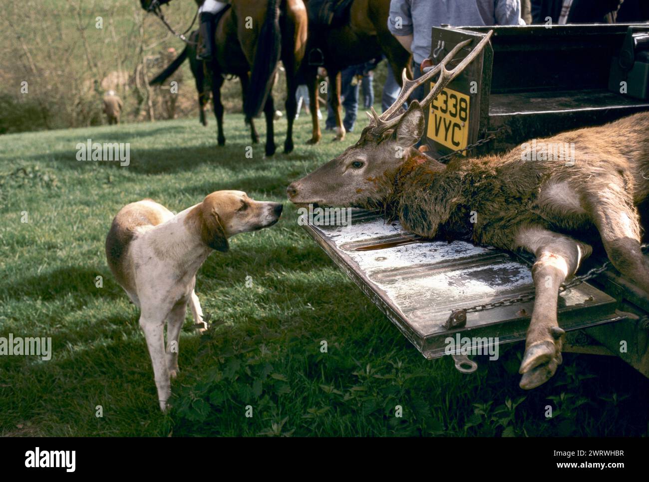 The Quantock Staghounds hunt the Quantock Hills and Exmoor in Devon ...