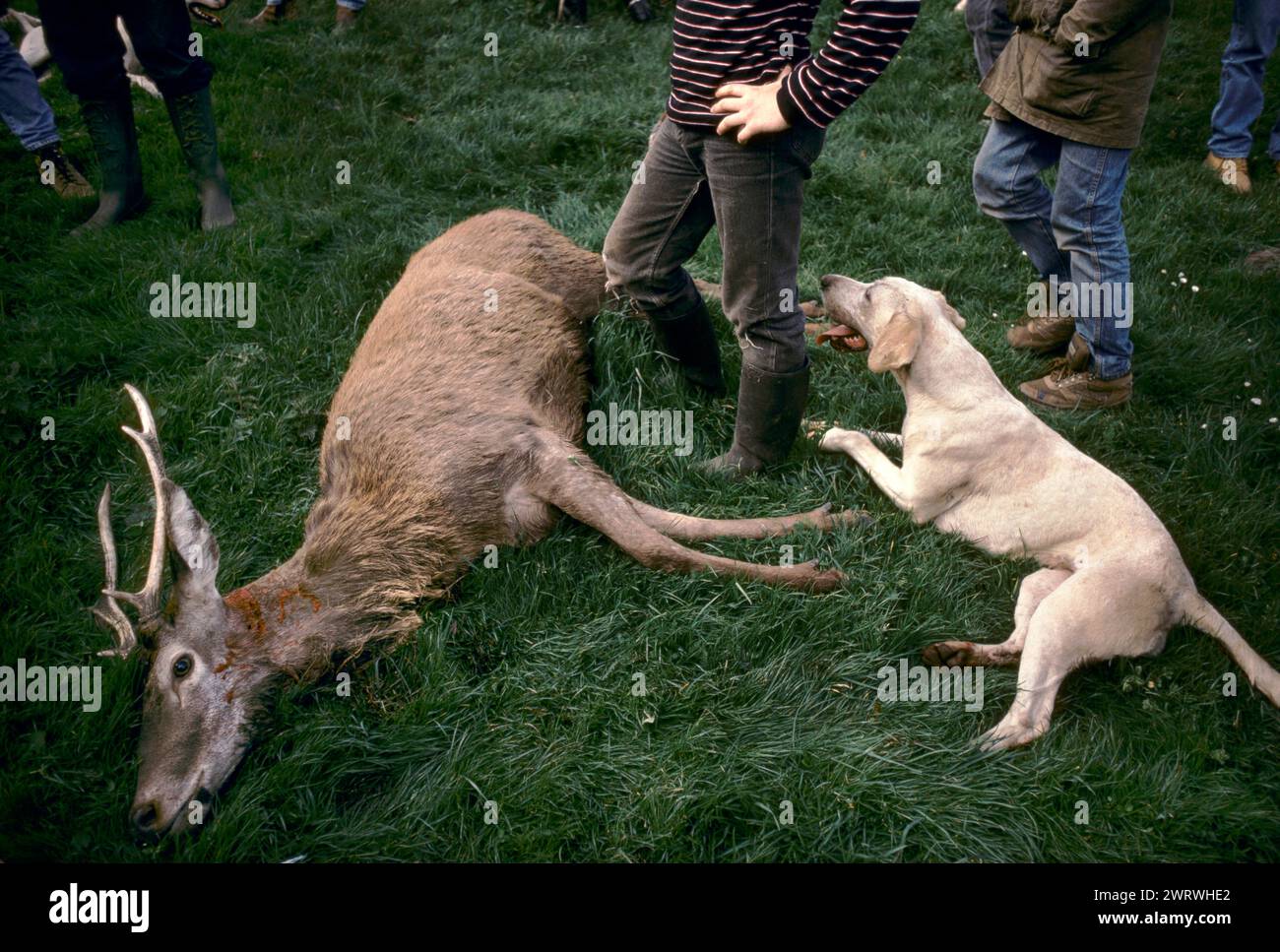 Quantock Hills, Somerset, England circa February 1997. The Quantock ...