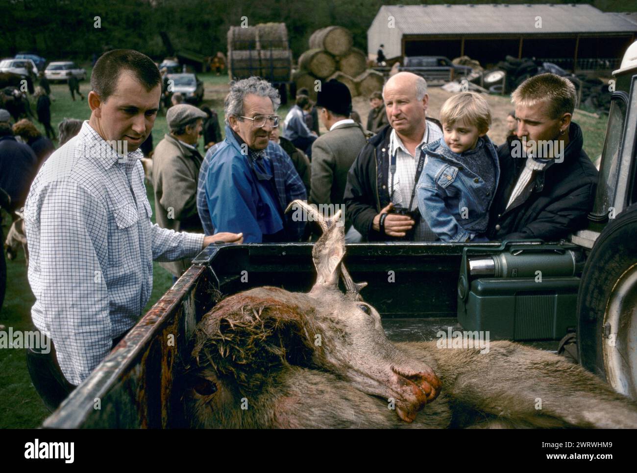Quantock Staghounds 1990s UK, Somerset & Exmoor Devon. The culled stag ...