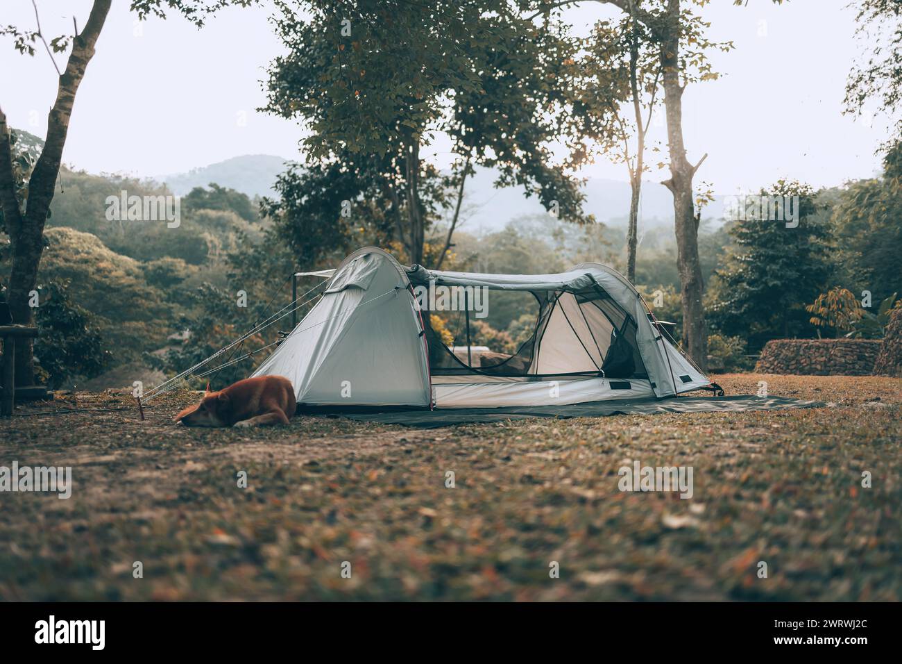 Gray tent on the grass in the forest The view behind is the mountain in ...