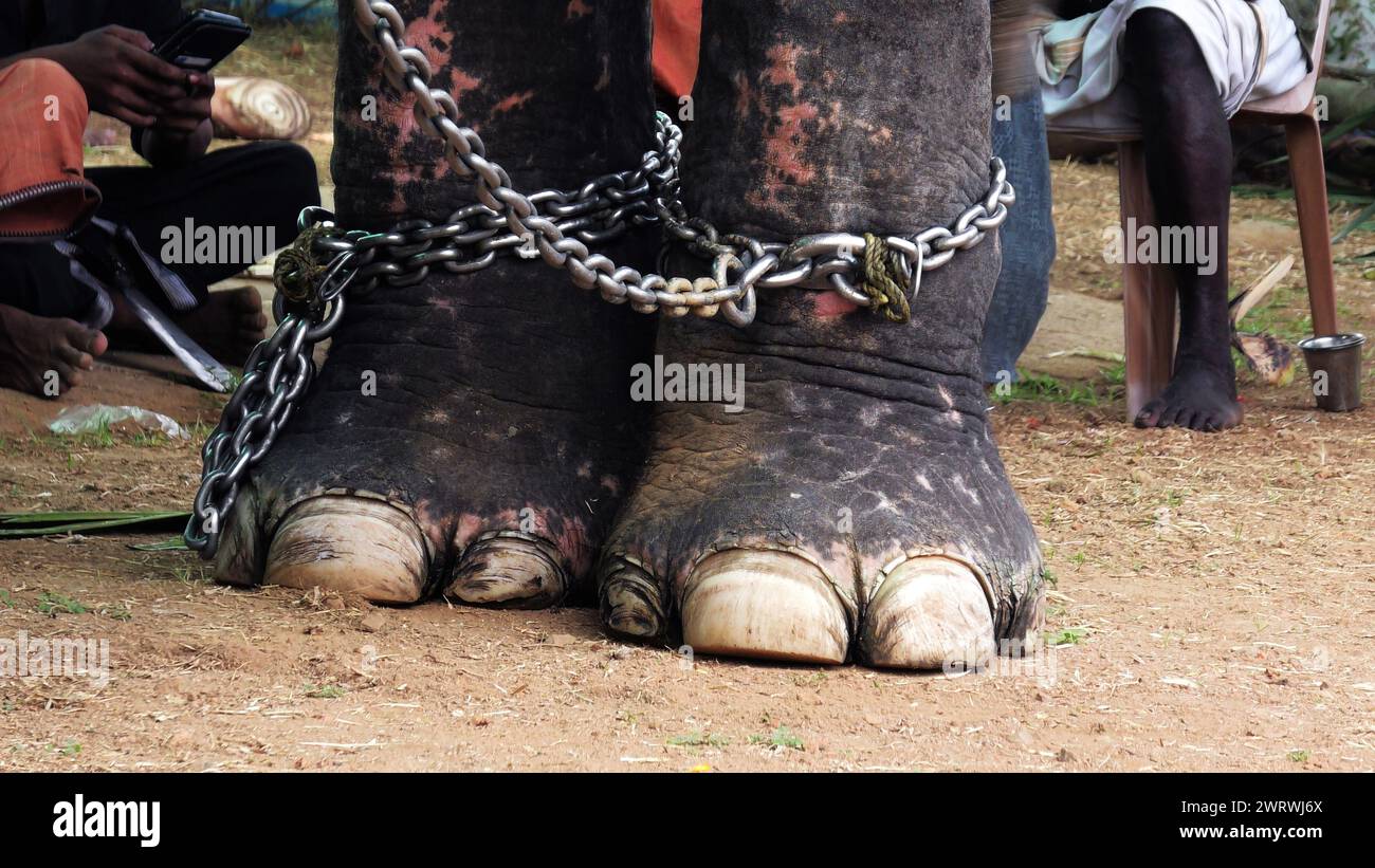 Closeup of chained feet of elephant Stock Photo - Alamy