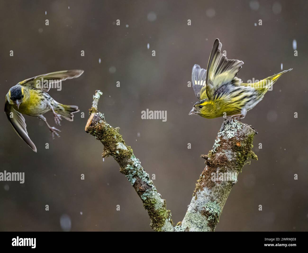 Two siskins hi-res stock photography and images - Alamy