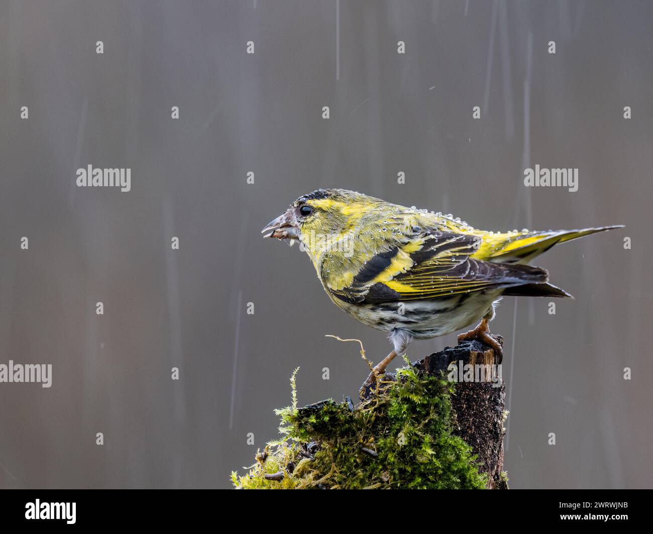 Late rainy winter hi-res stock photography and images - Alamy