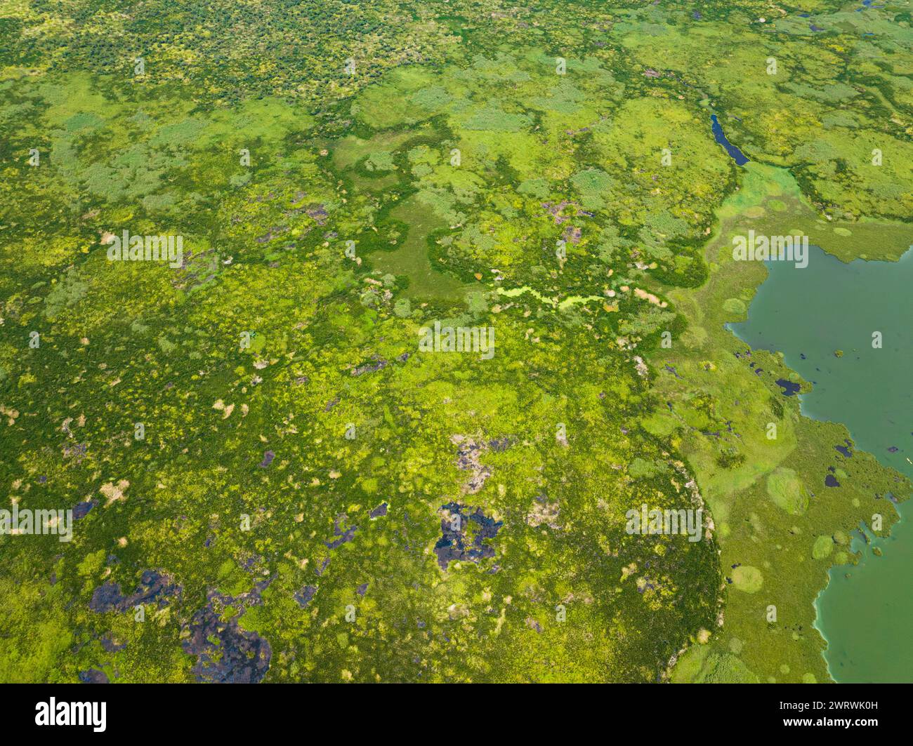 Top view of wetlands with tropical plants and green vegetation. Agusan ...