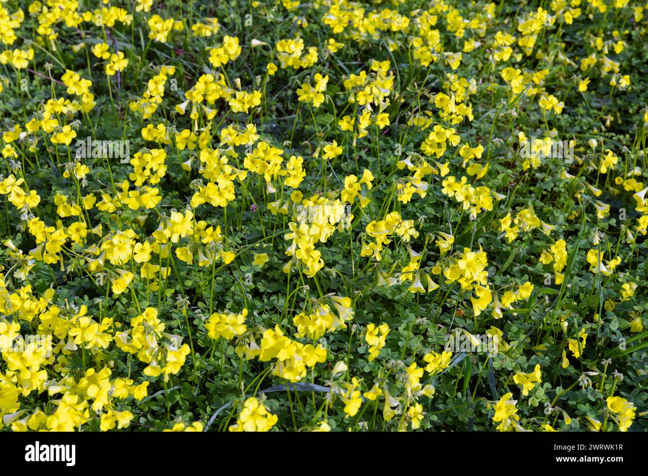Bermuda grass pest hi-res stock photography and images - Alamy