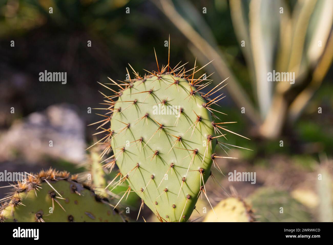 Barbary fig tree hi-res stock photography and images - Alamy