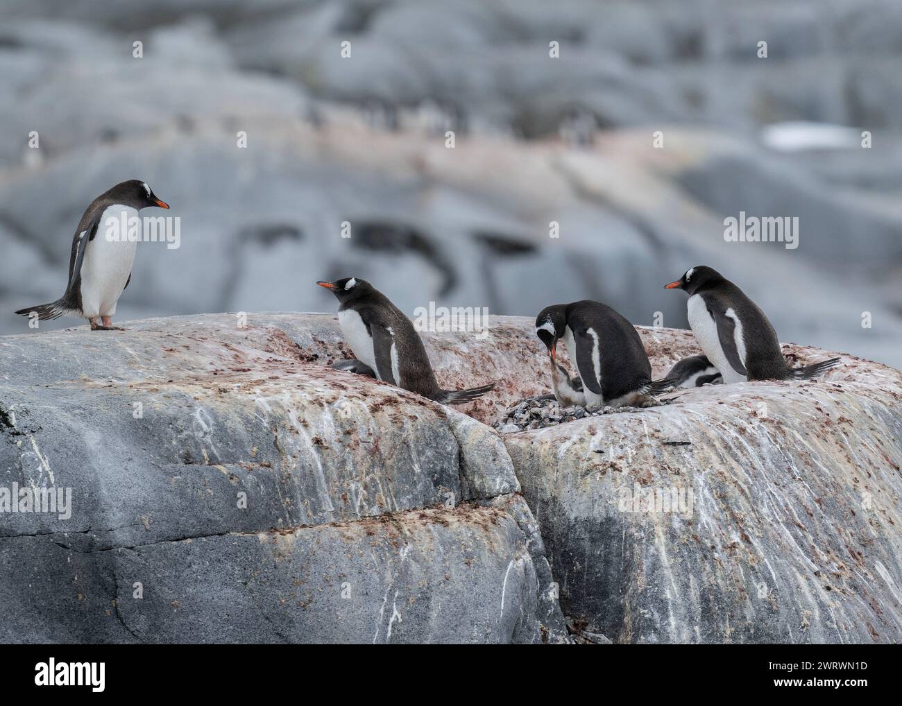 Penguin Gentoo (Pygoscelis papua), with young on pebble nests on top of ...