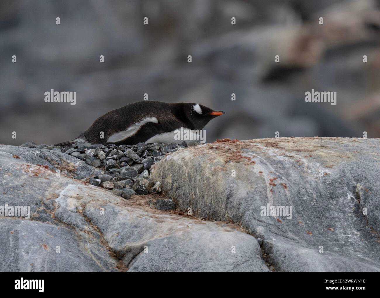 Penguin Gentoo (Pygoscelis papua), with young on pebble nest on top of ...