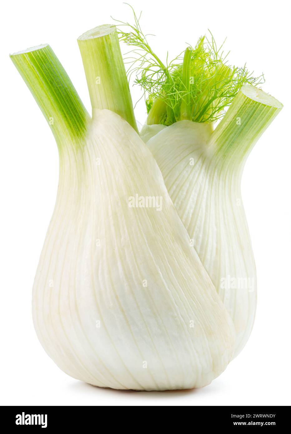 Florence Fennel Bulbs at Clyde Rucker blog