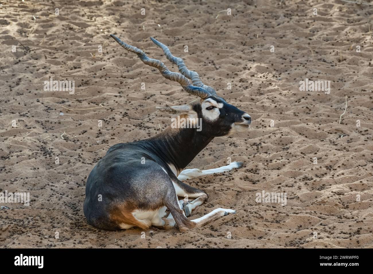 Indian Black Buck Antelope Antelope cervicapra L The blackbuck also ...