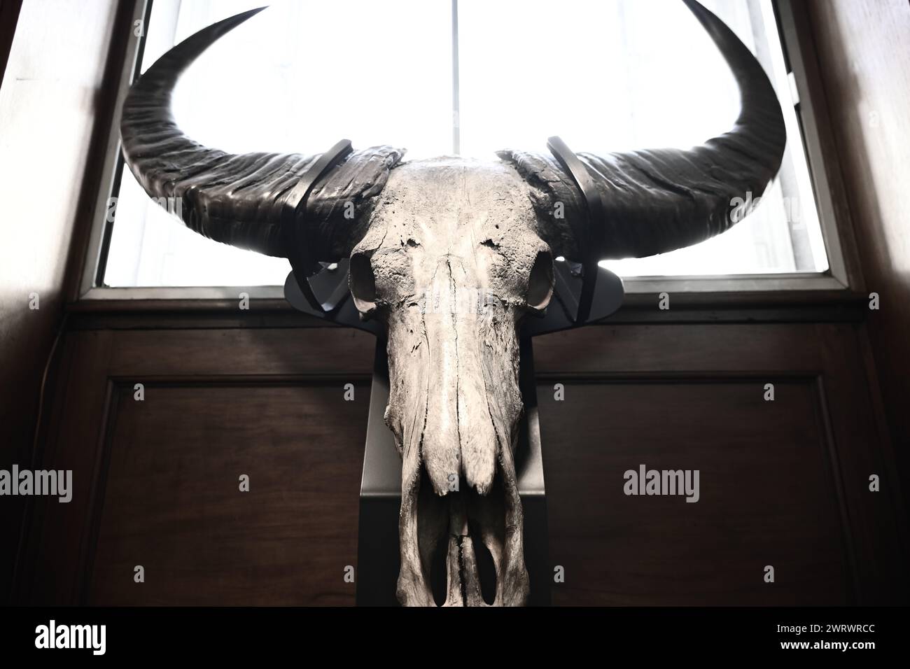 The Grant Museum Stock Photo - Alamy