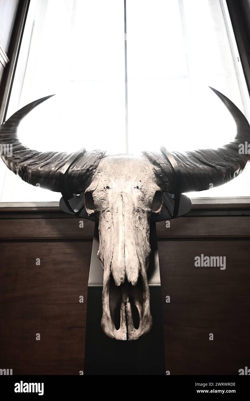 The Grant Museum Stock Photo - Alamy