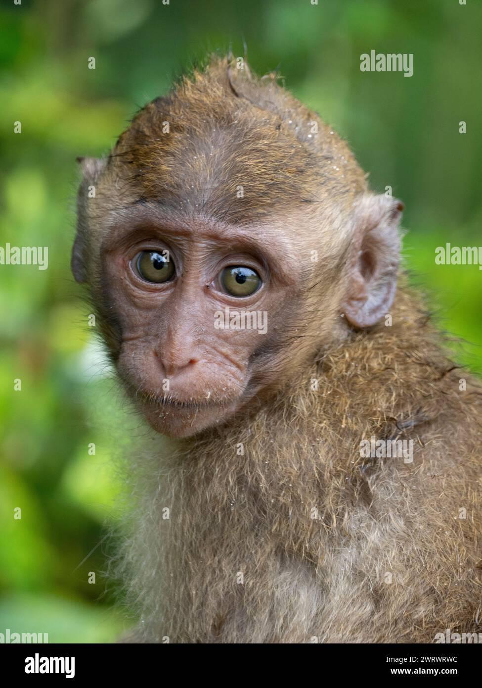 Young macaque portrait hi-res stock photography and images - Alamy