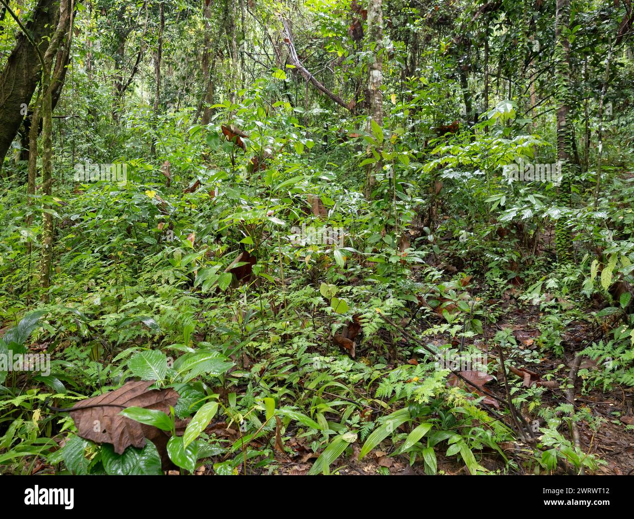 Tropical rainforest landscape hi-res stock photography and images - Alamy