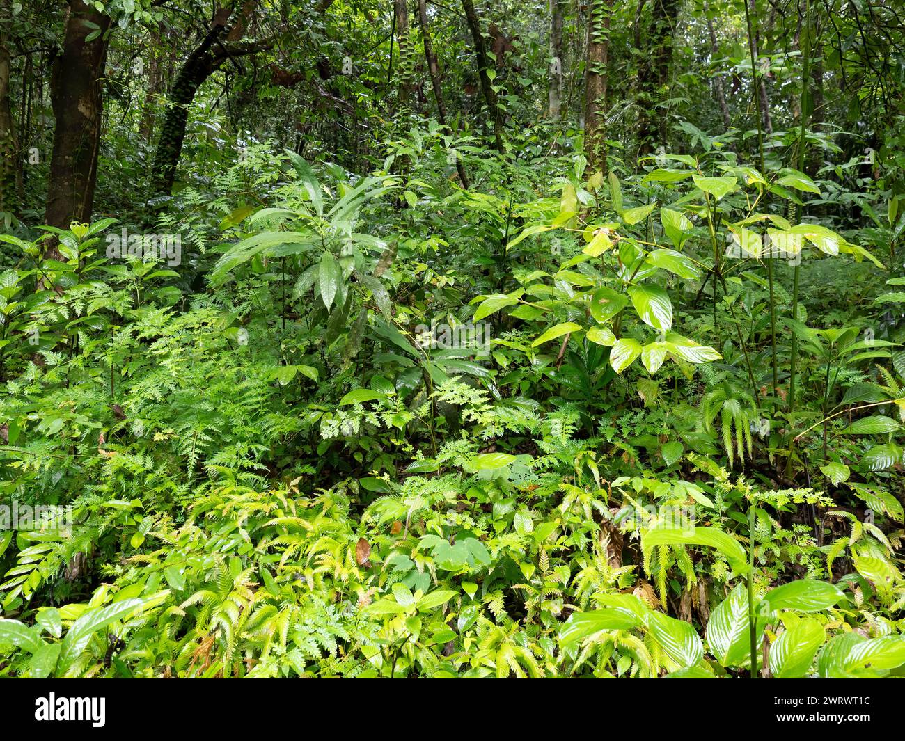 Tropical rainforest landscape hi-res stock photography and images - Alamy