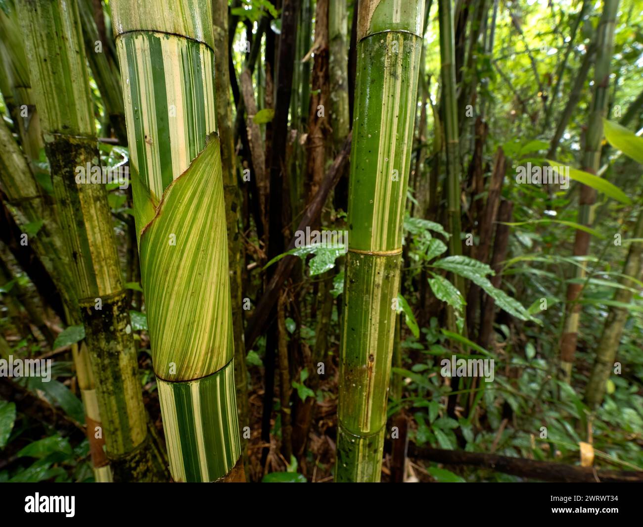 Striped Bamboo (Bambusa) patterns on stems, Khao Sok Nature Reserve ...