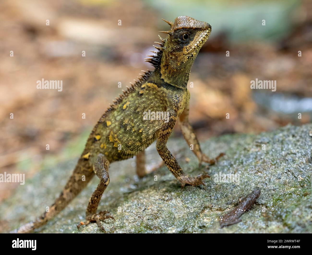 Forest Crested Lizard (Clootes emma) on rock, Khao Sok Nature Reserve ...