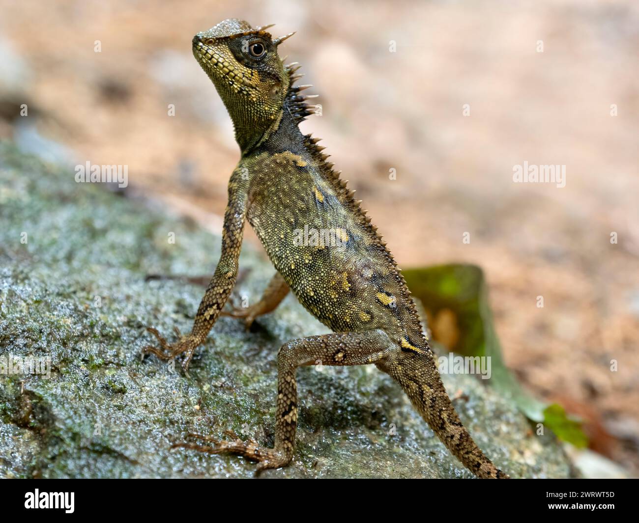 Forest Crested Lizard (Clootes emma) on rock, Khao Sok Nature Reserve ...