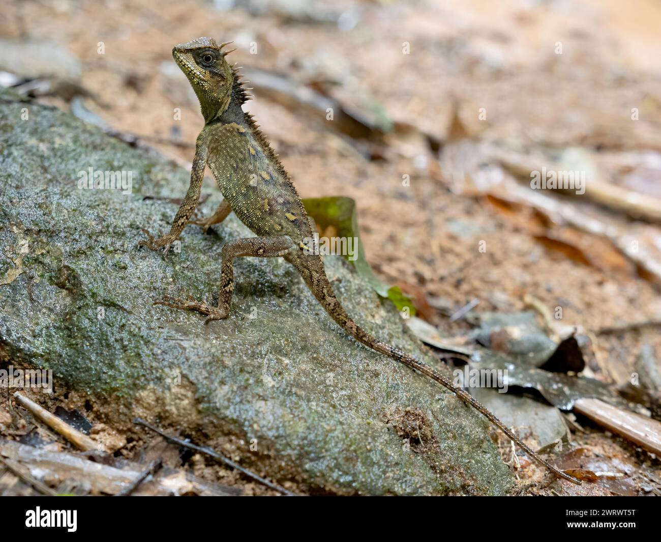 Forest Crested Lizard (Clootes emma) on rock, Khao Sok Nature Reserve ...