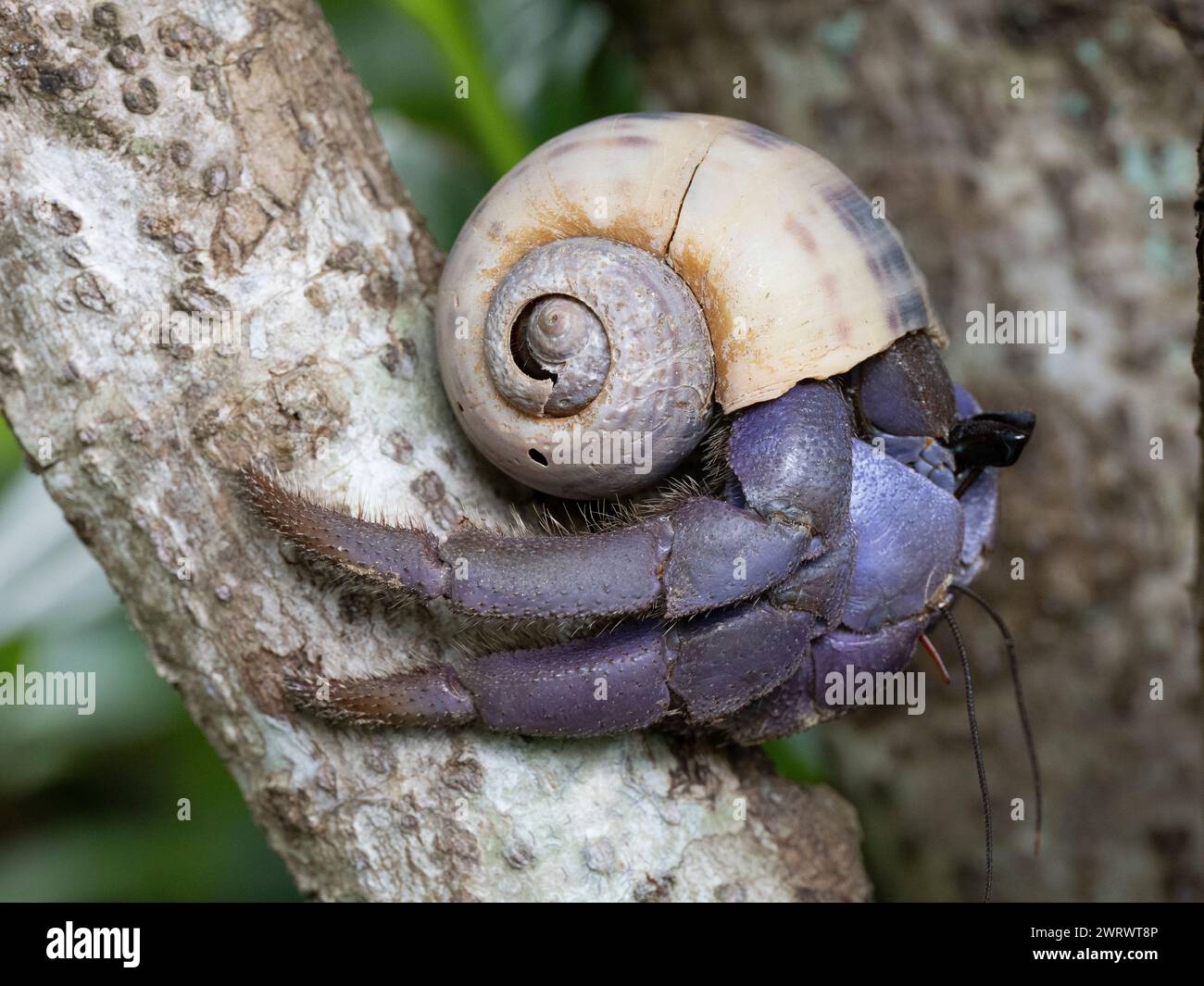 Hermit Crab on Tree branch (Coenobita brevimanus) Khao Lak, Thailand ...
