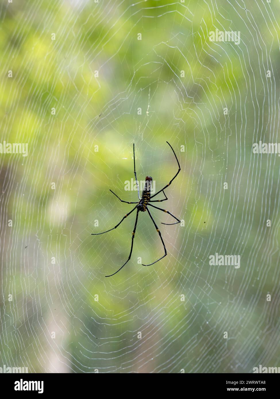Giant Golden Orb Weaver Spider on web (Mephila lilipes) Khao Sok Nature ...