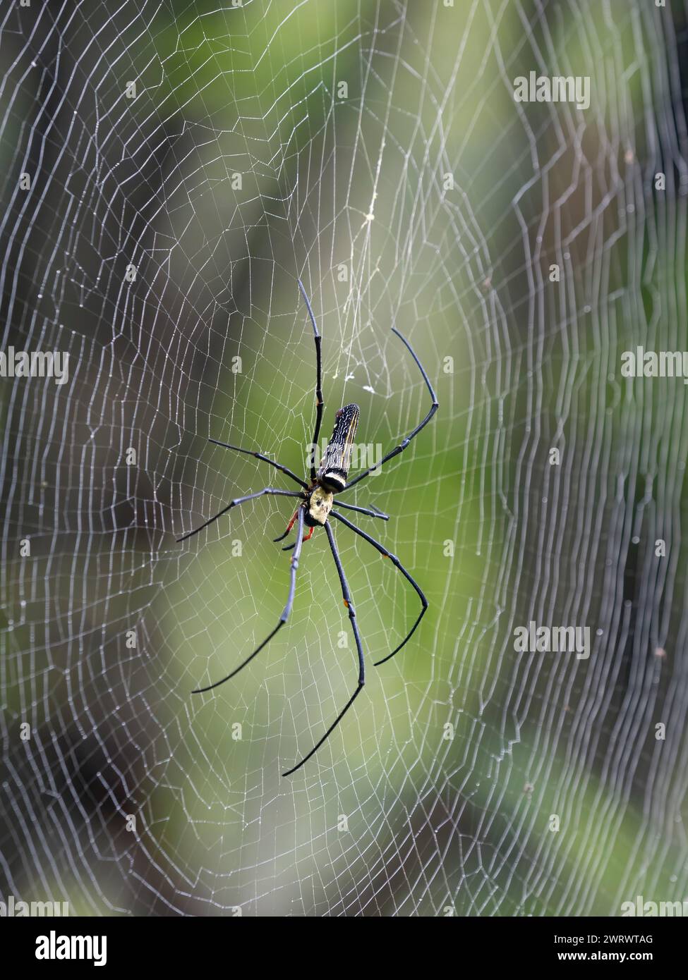 Giant Golden Orb Weaver Spider on web (Mephila lilipes) Khao Sok Nature ...