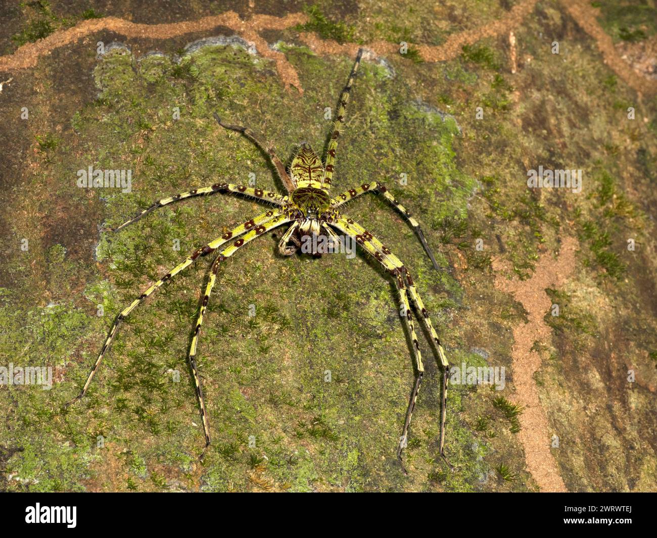 Huntsman spider heteropoda boiei hi-res stock photography and images ...